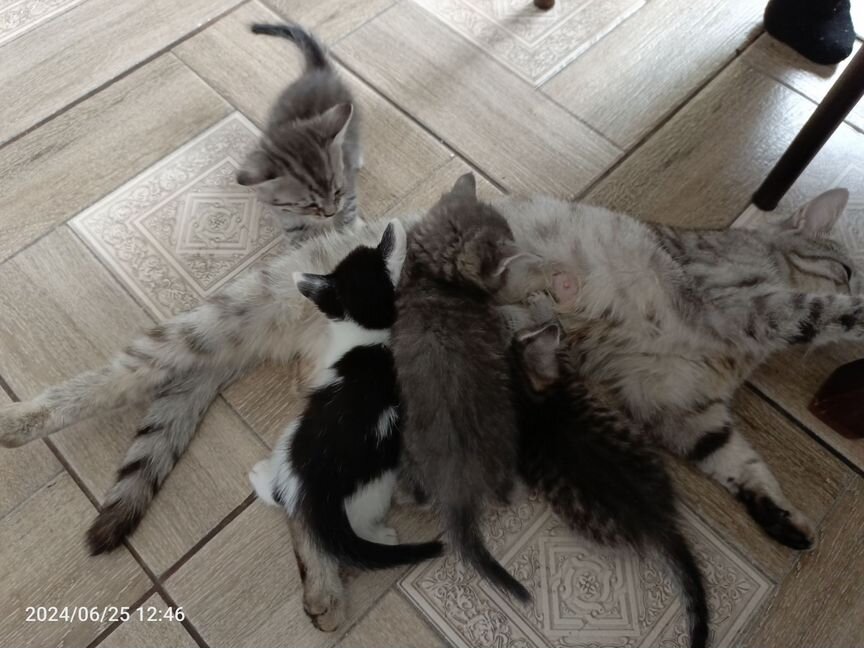 Кошки в добрые руки бесплатно