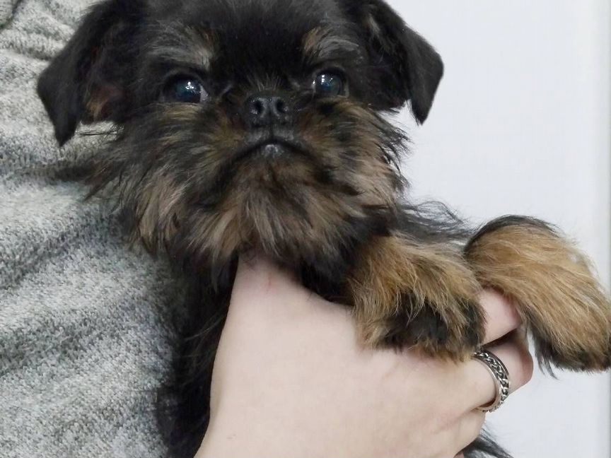 Бельгийский гриффон