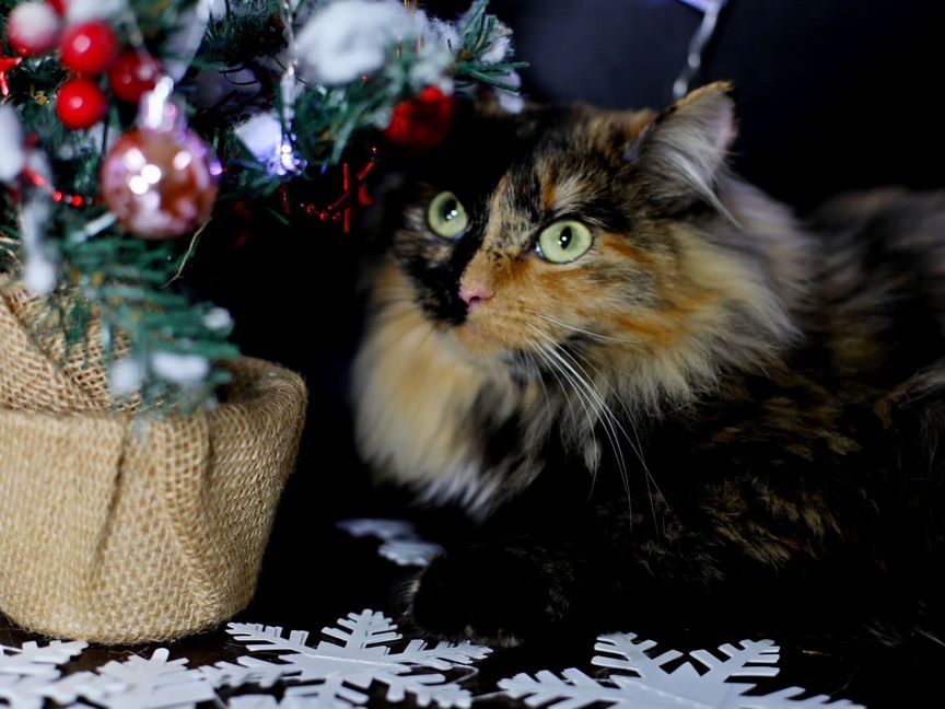 Шикарная кошка Шаня