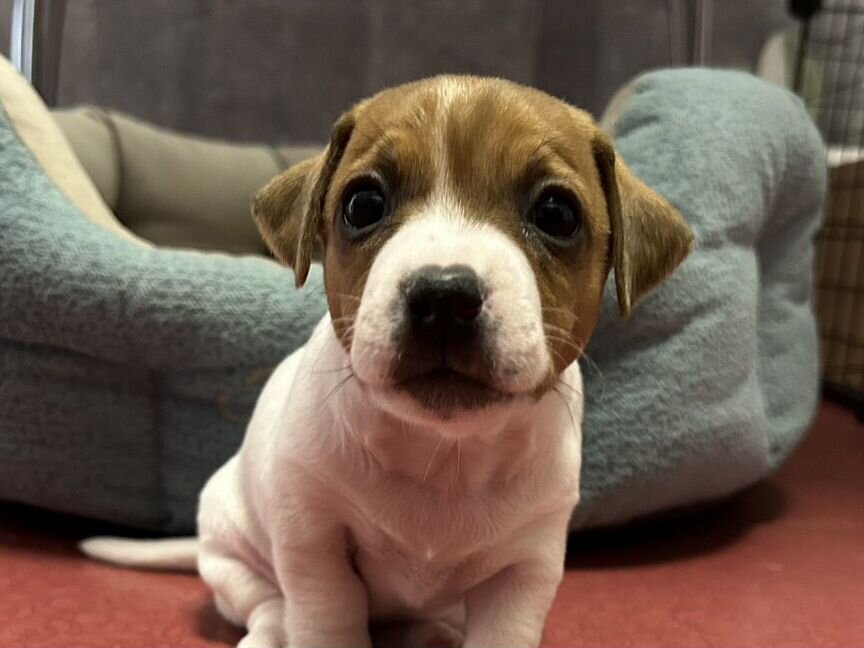 Щенки Джек Рассел терьер