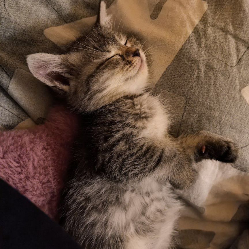 Шотландская кошечка
