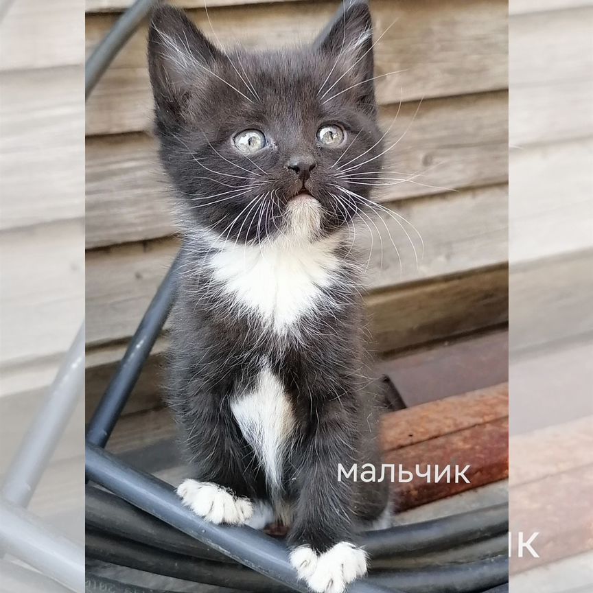 Котёнок в добрые руки