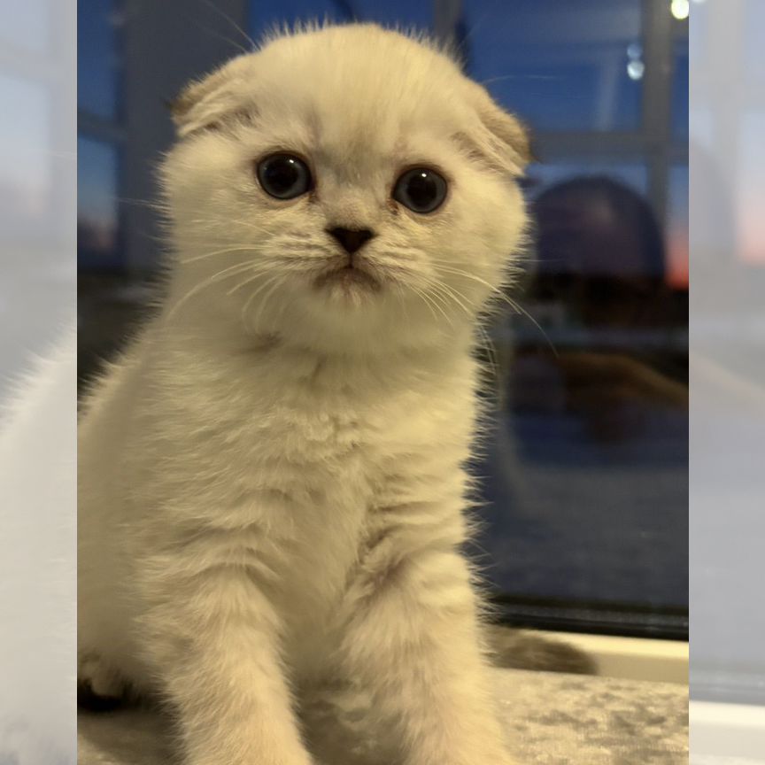 Шотландские котята