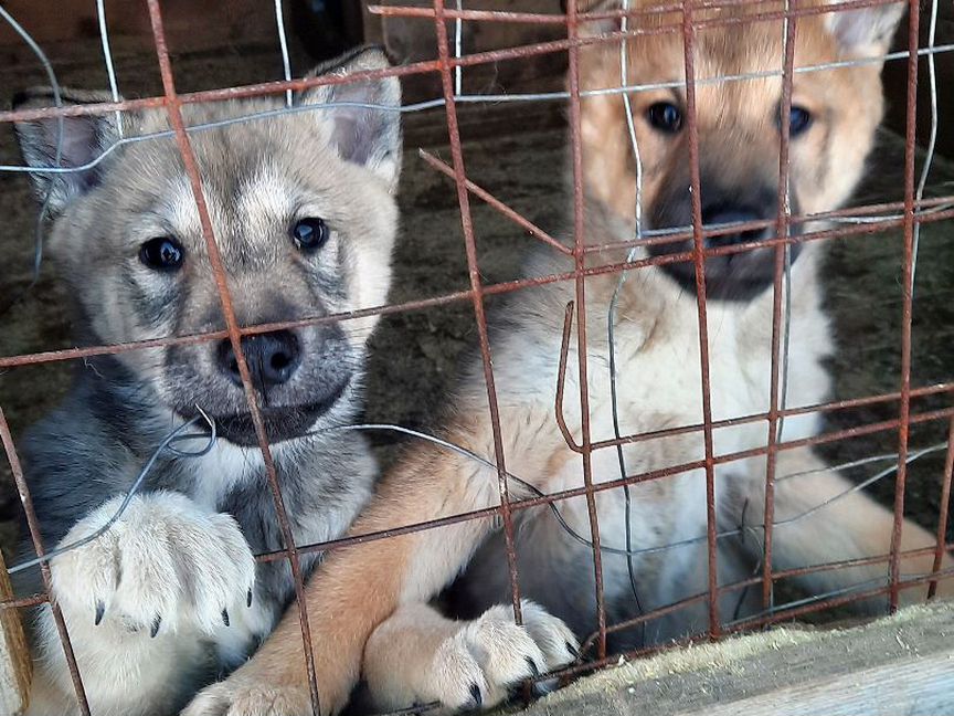 Щенки западно сибирской лайки