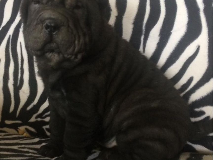 Щенки шарпея