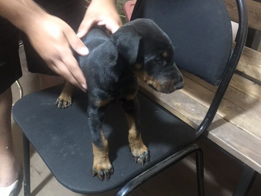 Щенок добермана