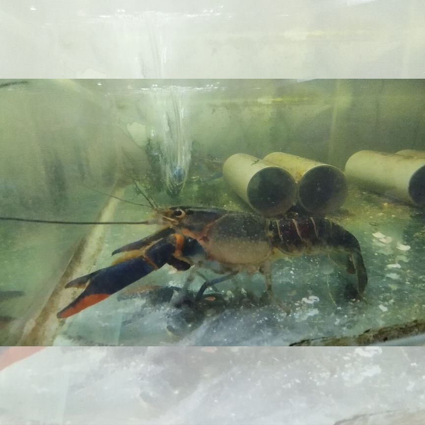 Австралийский красноклешневый рак