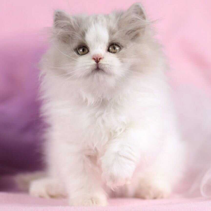 Британский длинношёрстный котёнок