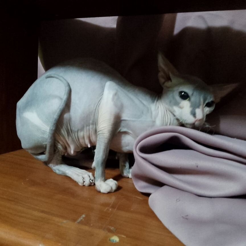 Канадский сфинкс