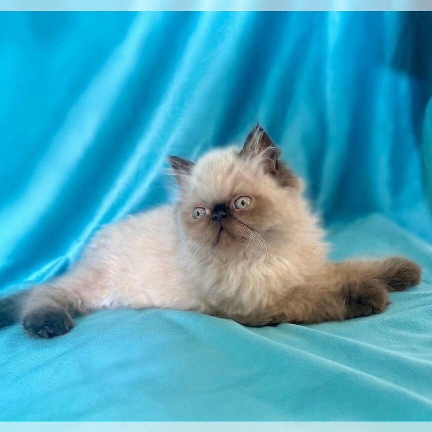 Экзотический короткошёрстный котёнок