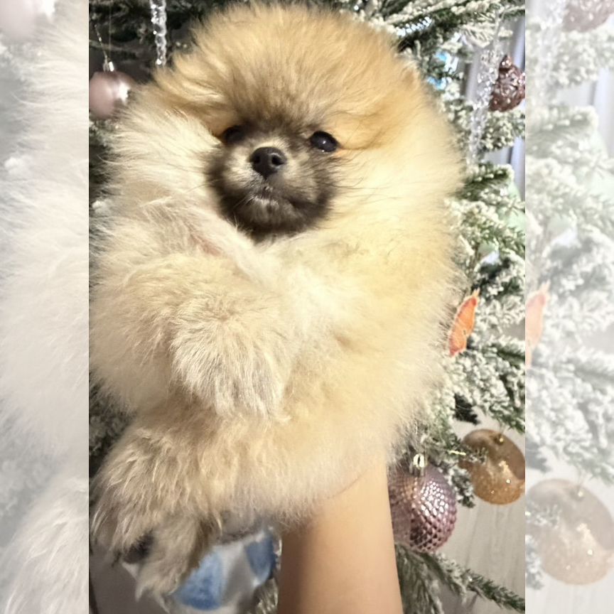 Померанский шпиц, вязка