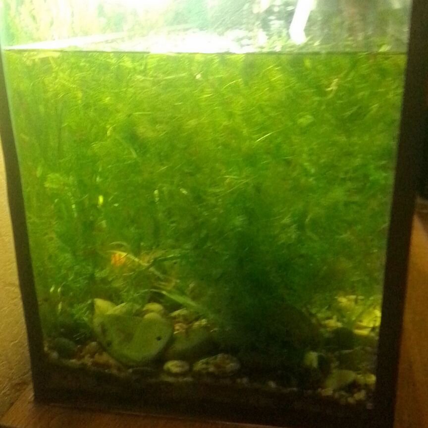 Аквариумные растения