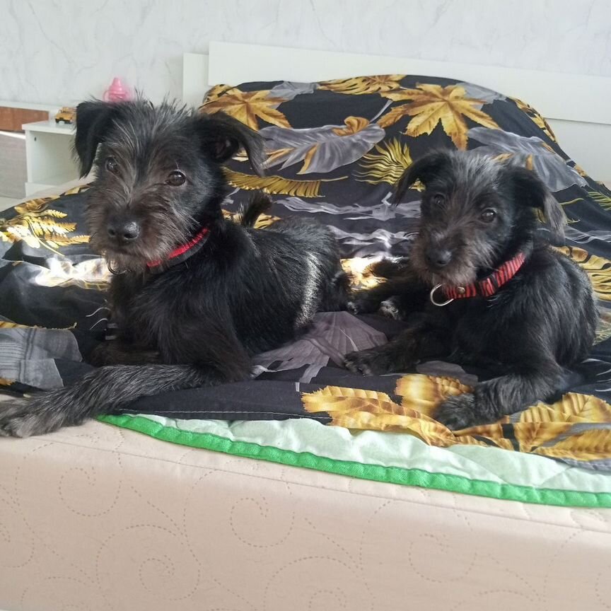 Щенки в дар, для самых лучших родителей