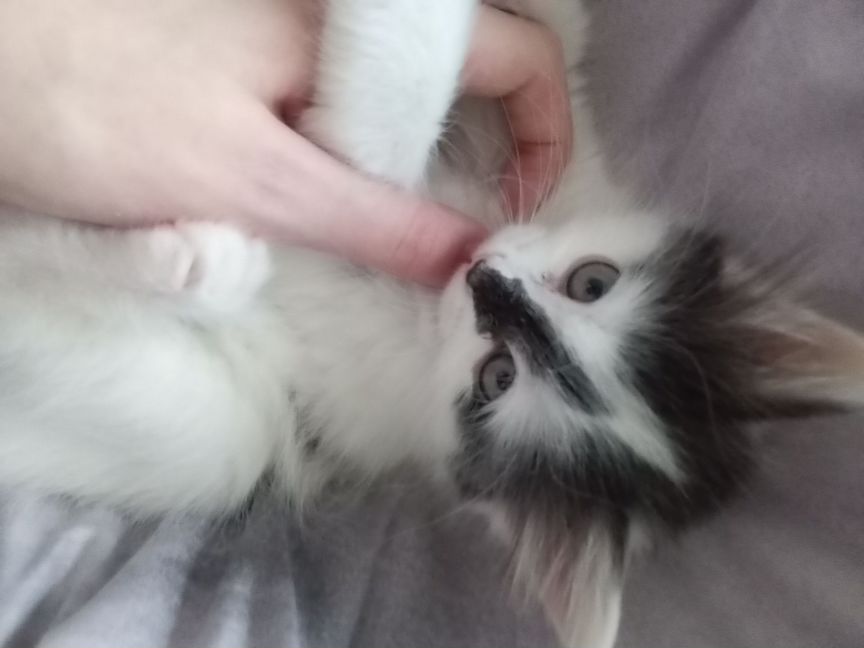 Котята в добрые руки бесплатно