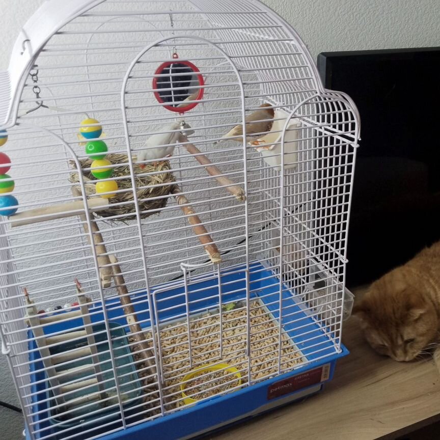 Попугай амадины 2 шт