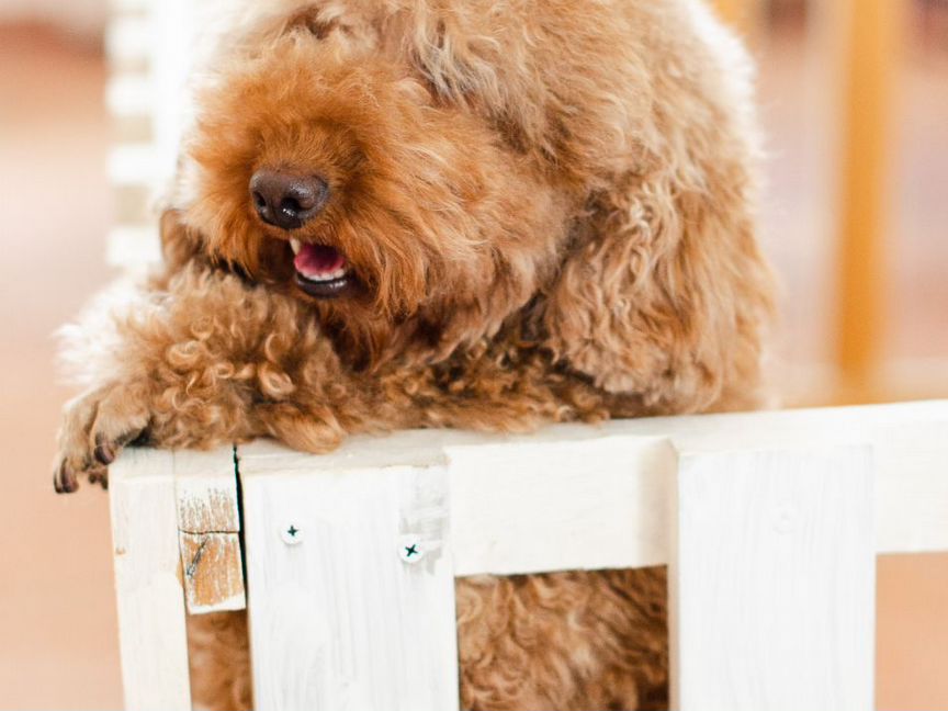 Карликовый пудель