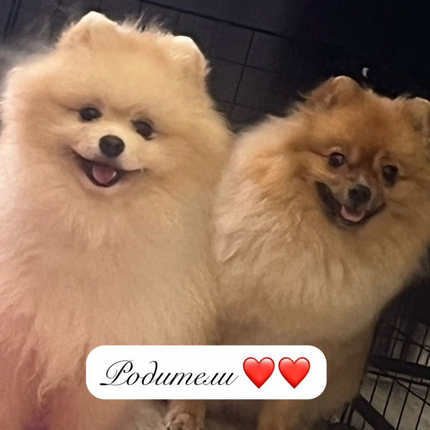 Померанский шпиц, щенок