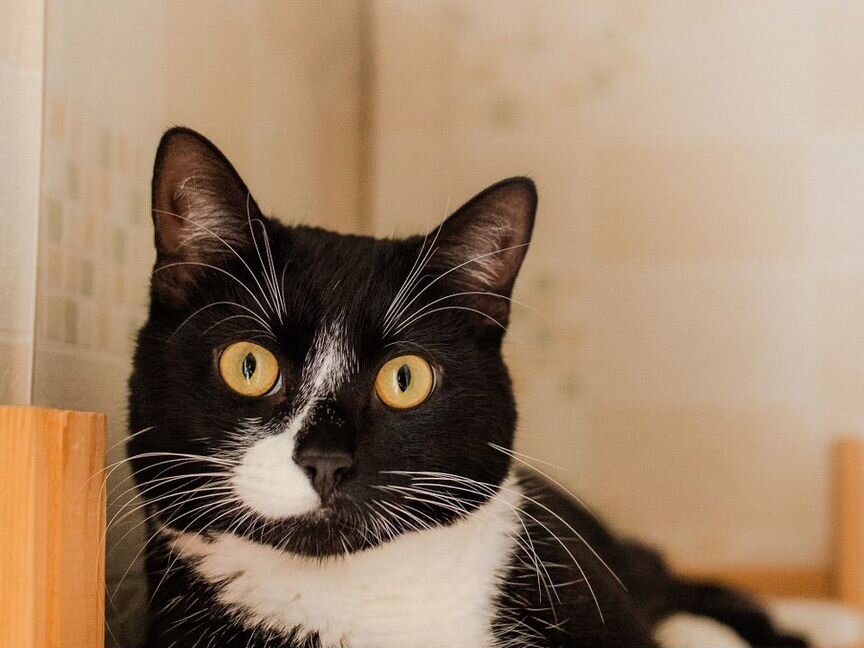 Котик Тоша ищет семью