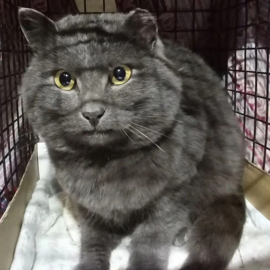 Британский короткошёрстный, взрослый кот