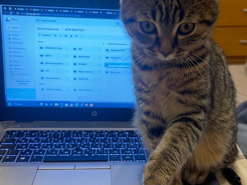 Кошка в добрые руки