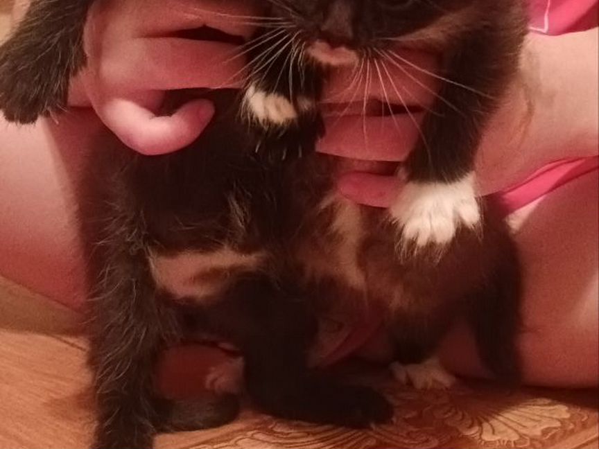 Котята девочки