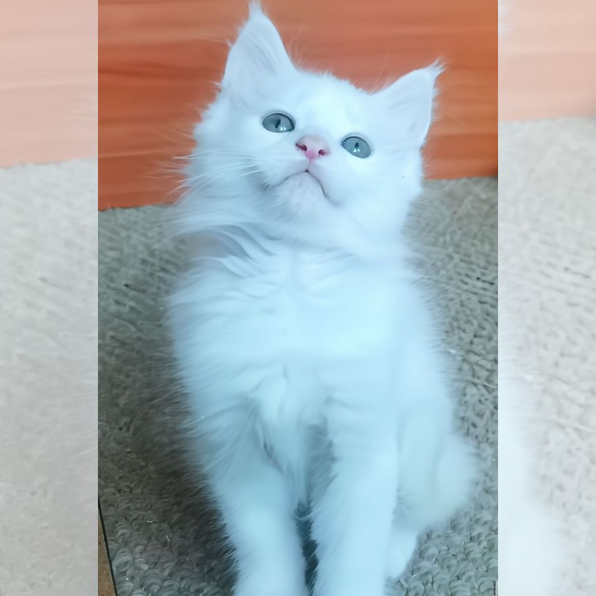 Мейн-кун котёнок