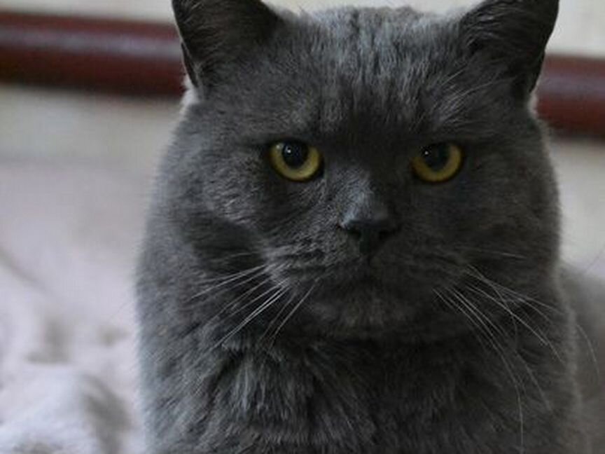 Кот ищет хозяина, старого или нового