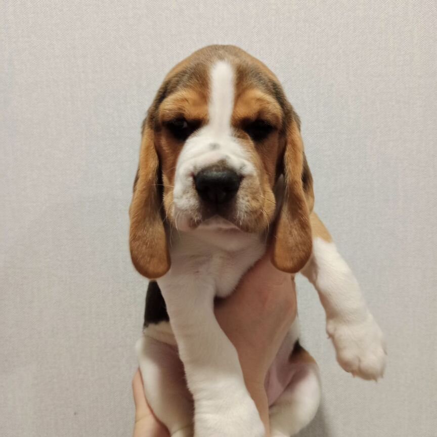 Щенки Бигль