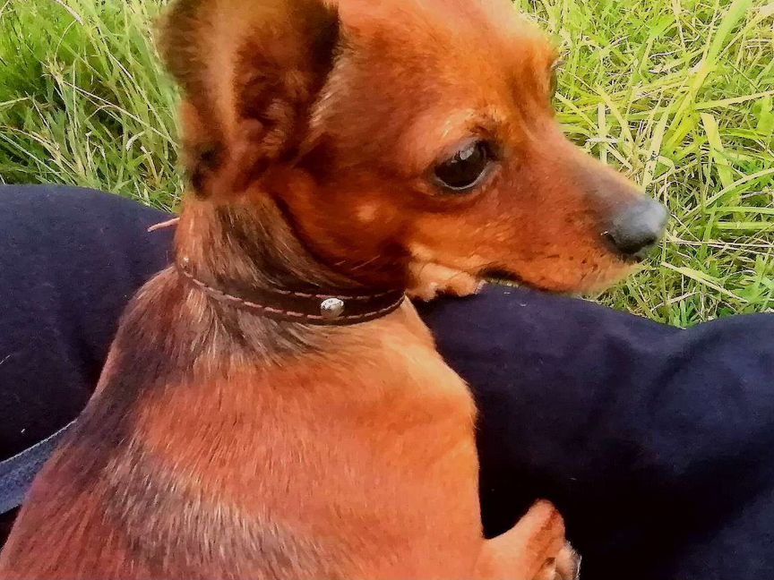 Русский той-терьер. Вязка