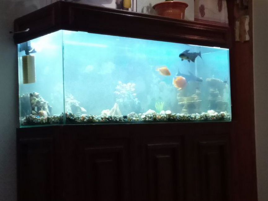 Аквариум с рыбками