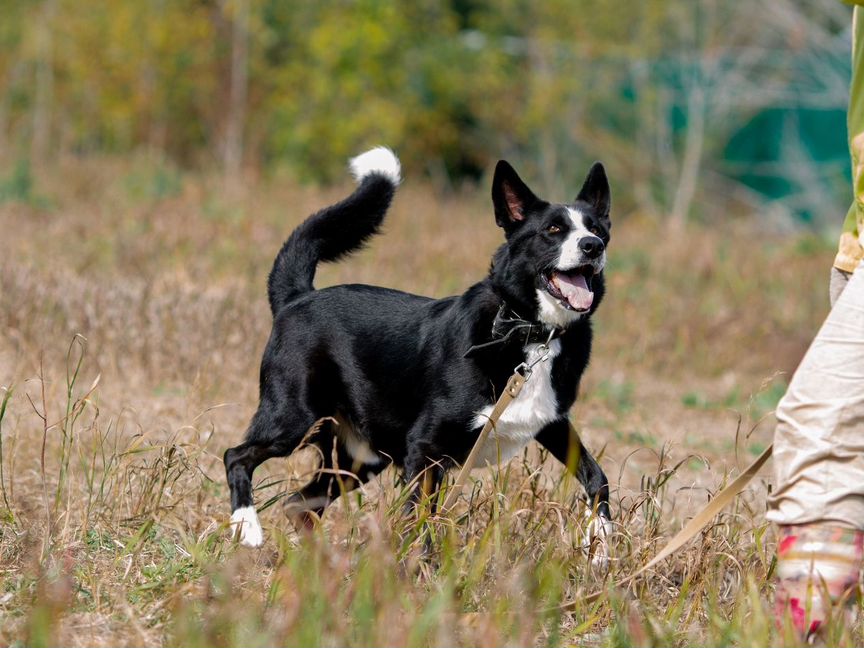 Спортсмен и игрун Семен ищет дом