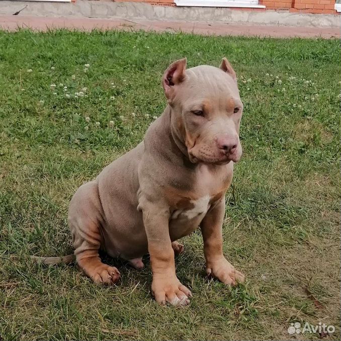 Американский булли classic