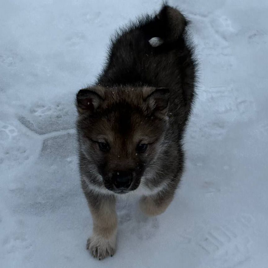 Западносибирская лайка, щенок