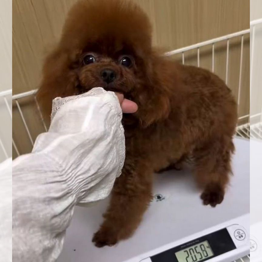 Той-пудель, взрослый пёс