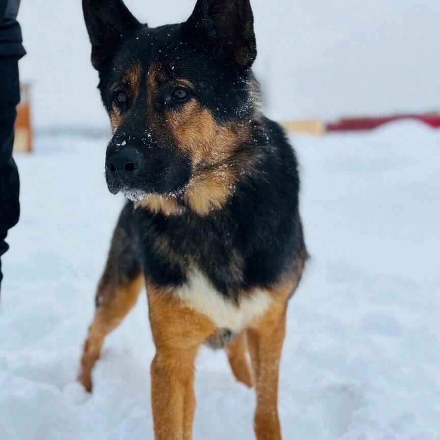 Собака Альмавир в добрые руки