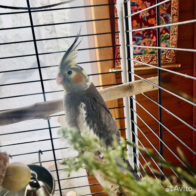 Говорящий птенец самец попугая карелла