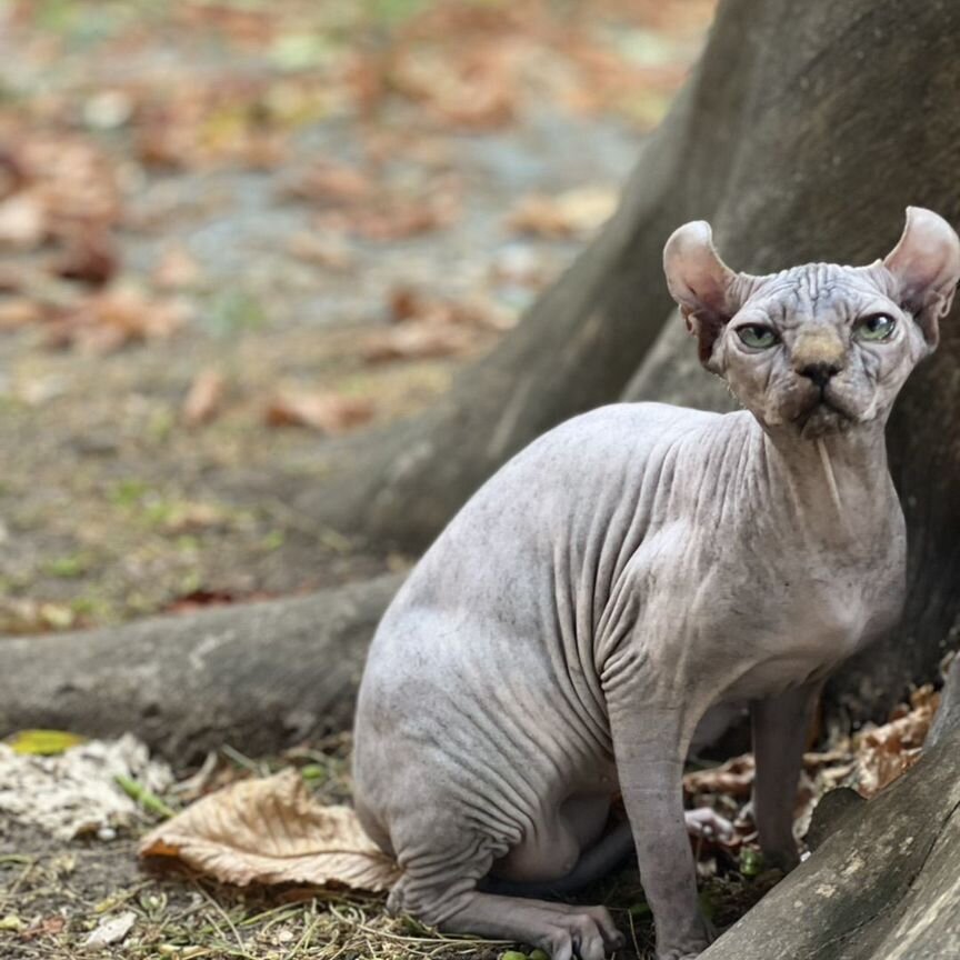 Роскошная эльфочка