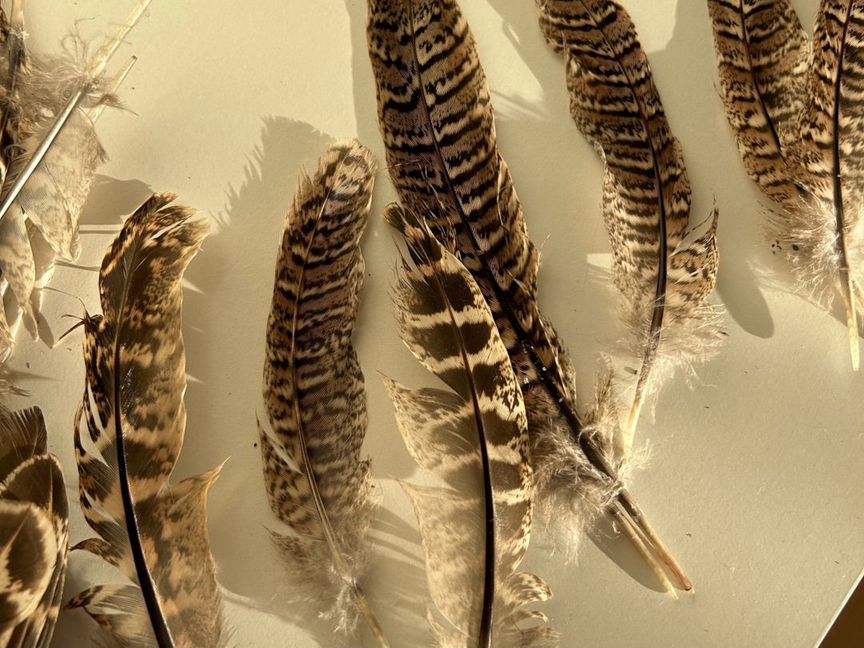 Перья фазана