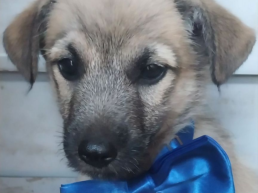 Собака