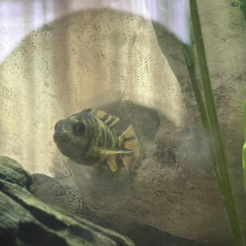 Акваримная рыбка цихлида