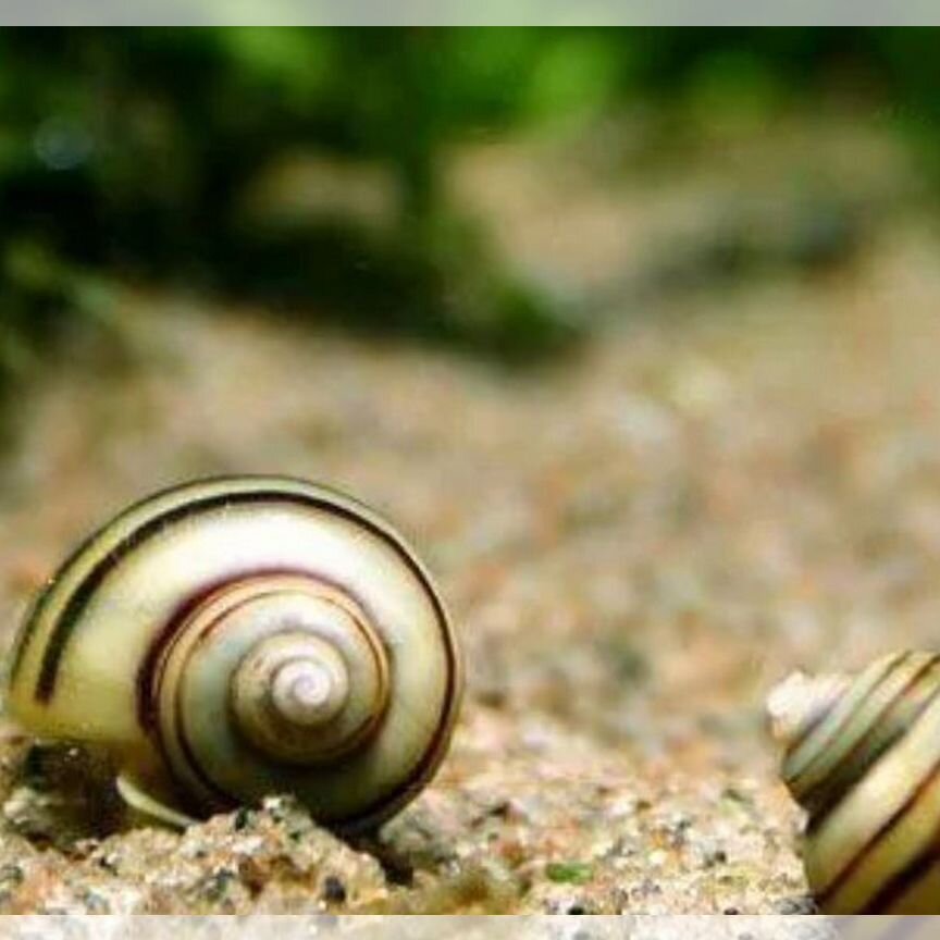 Улитки Спикси отдам