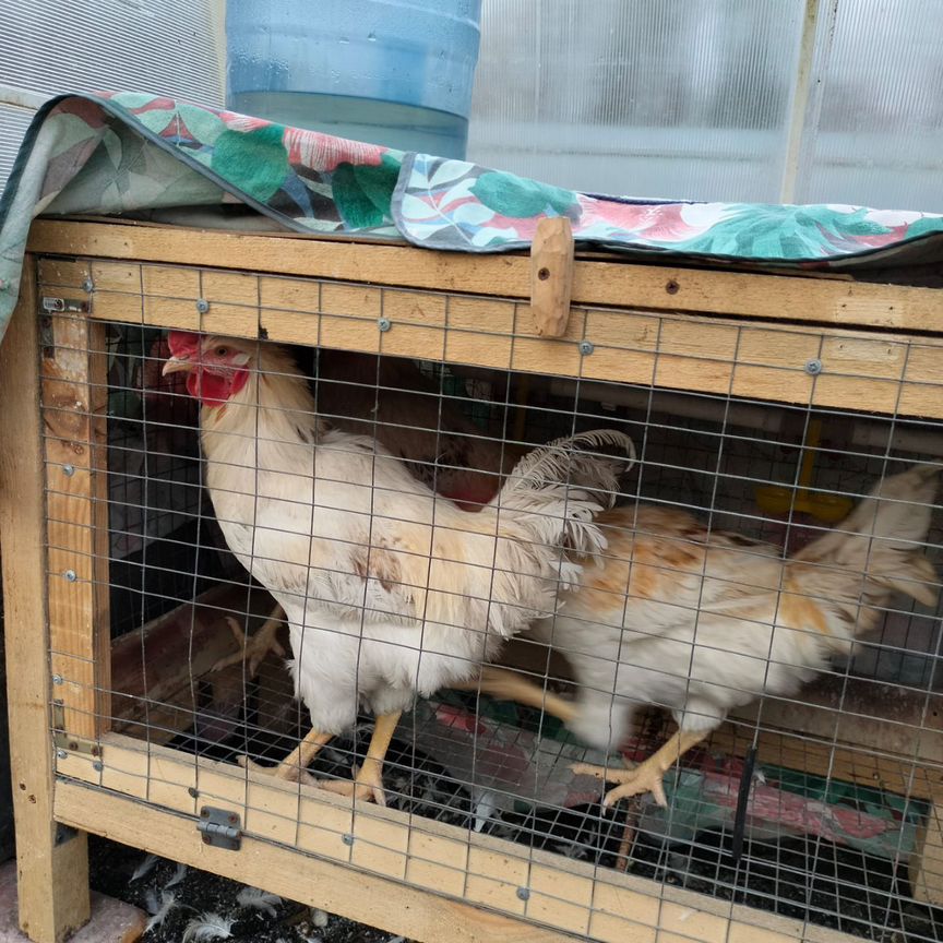 Молодые петушки