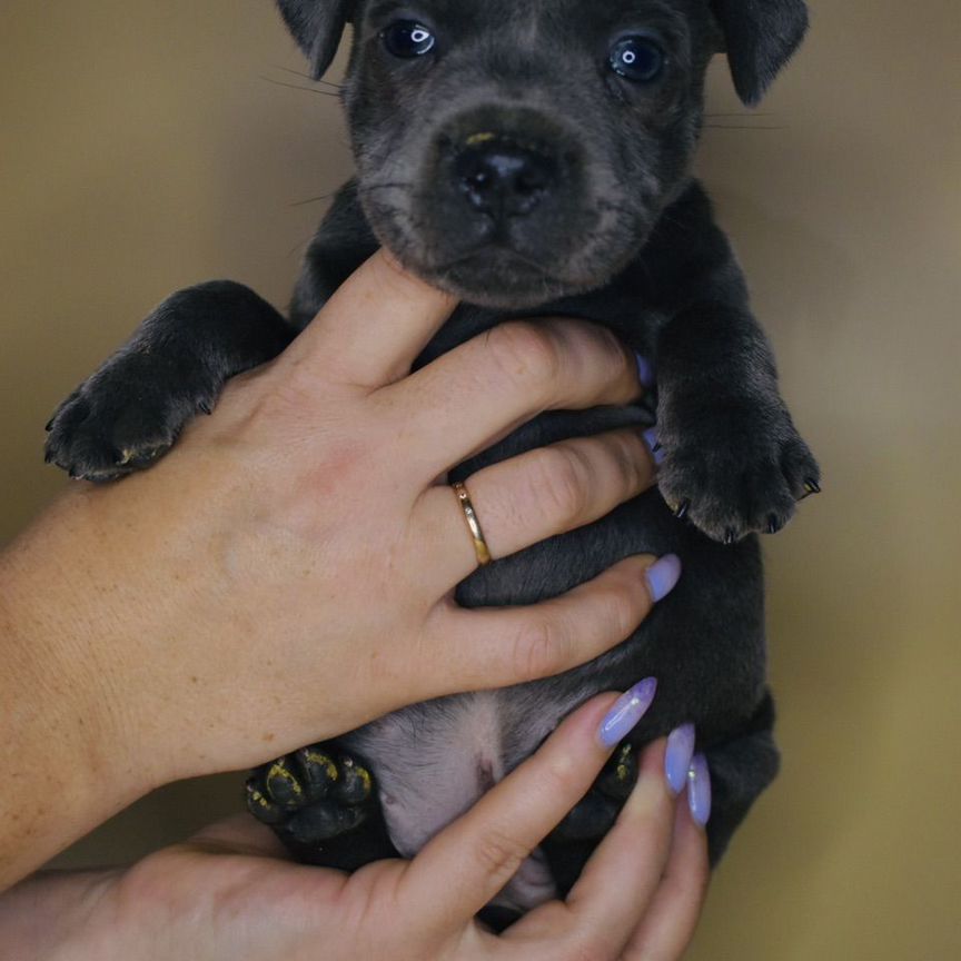 Стаффи девочка