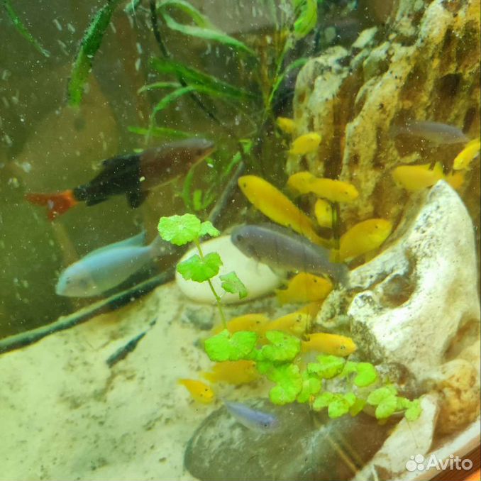 Цихлиды еллоу