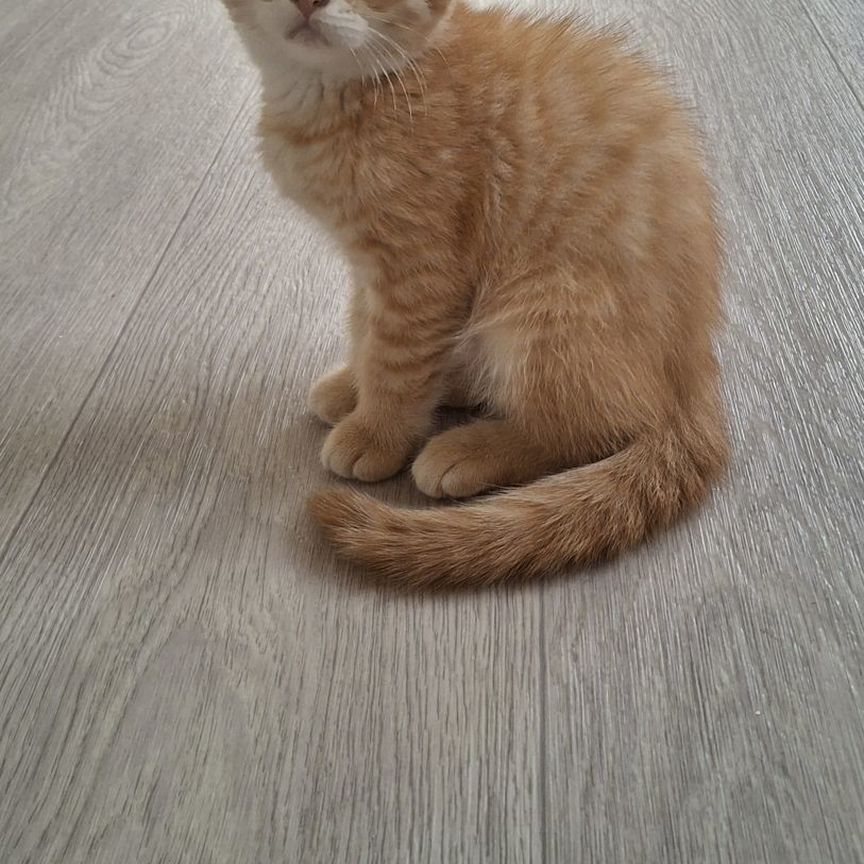 Котята манчкин