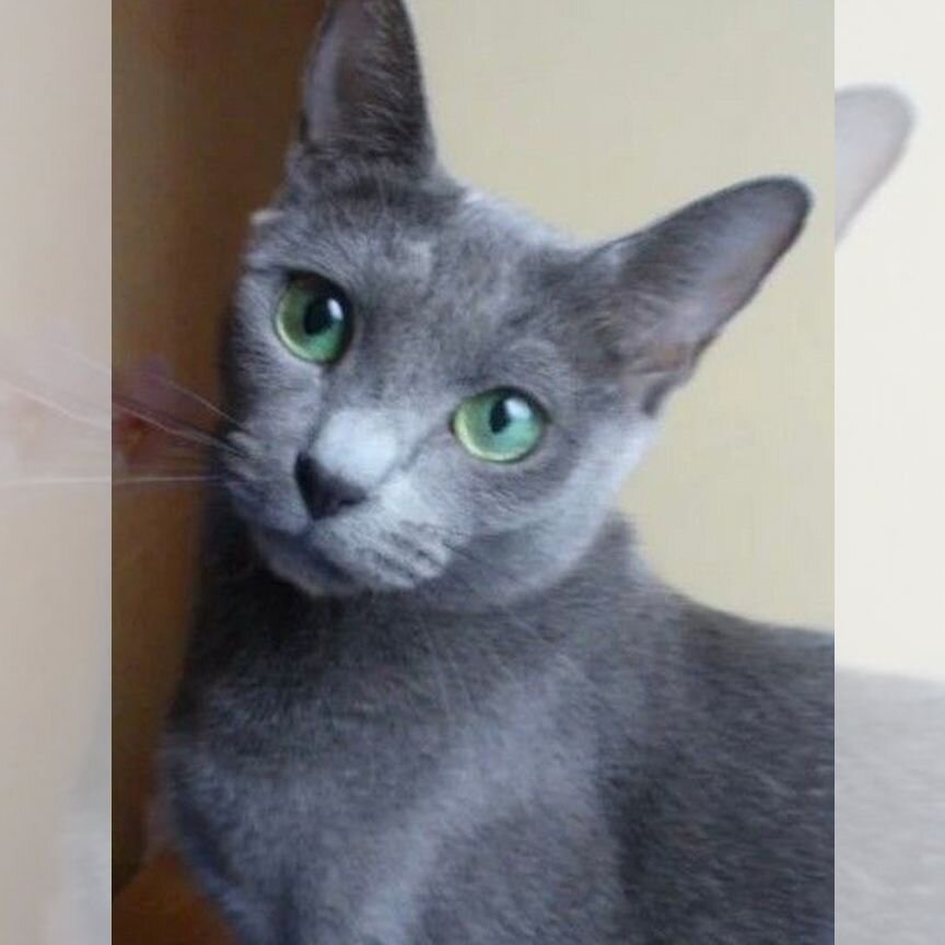 Кошки с изумрудными глазами