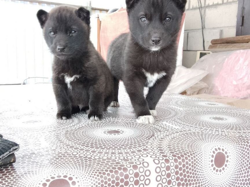 Малыши в добрые руки