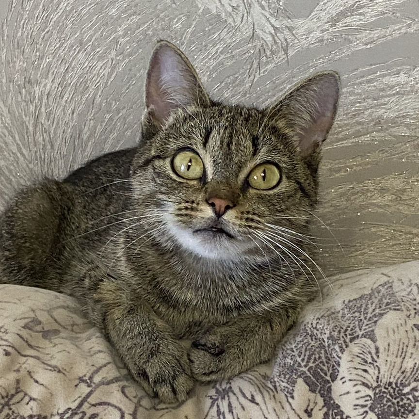 Котенок ищет семью бесплатно