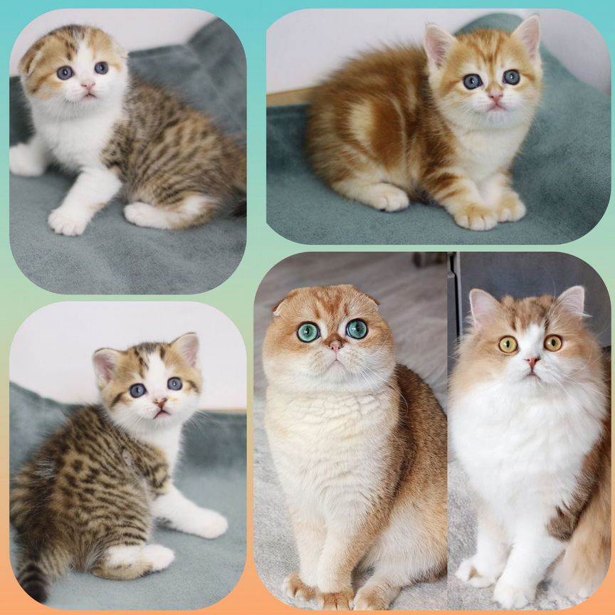 Шотландские котята
