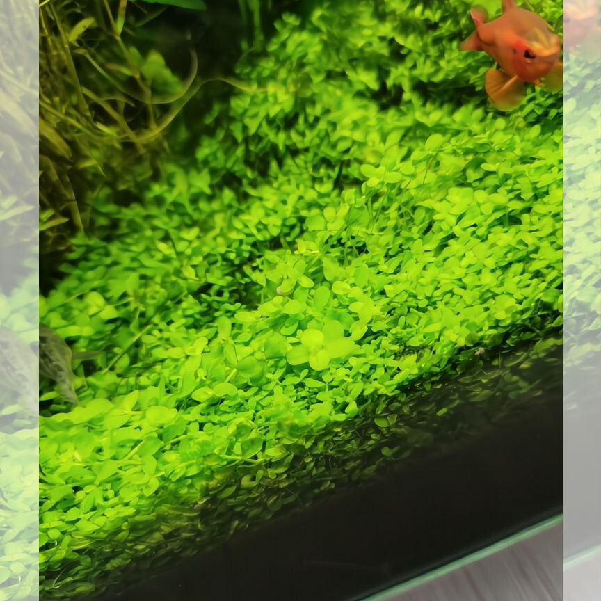 Светильник в аквариум